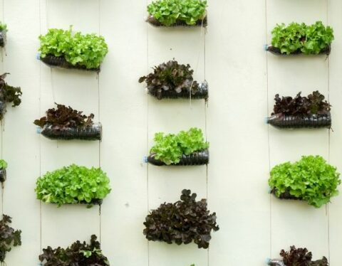 DIY Vertical Garden Projects | Vertical Garden Hub