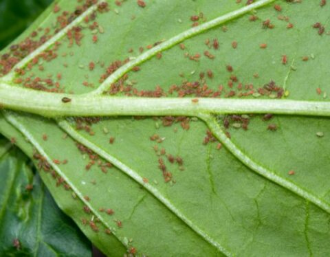 Vertical Garden Pest Control | Vertical Garden Hub