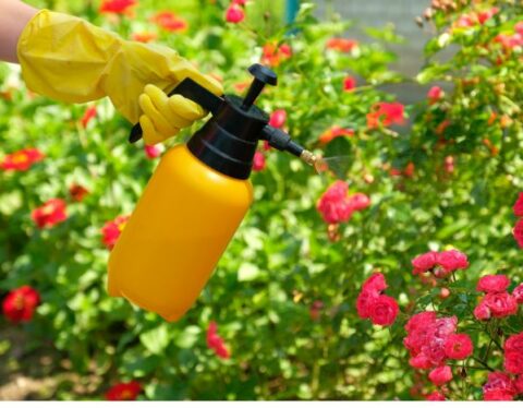 Vertical Garden Pest Control | Vertical Garden Hub